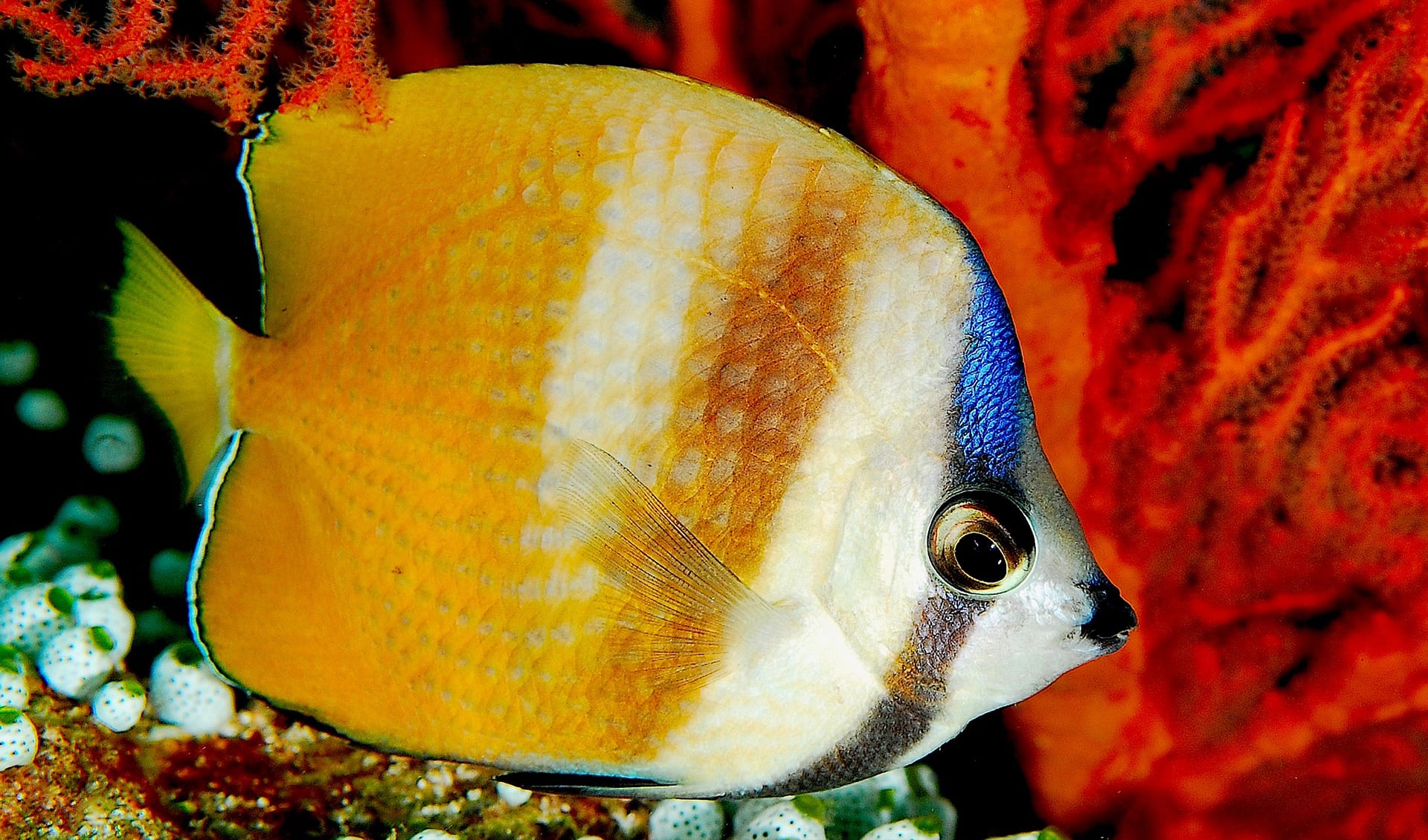 Perciformes - Perch-like fishes: facts, distribution & population | BioDB